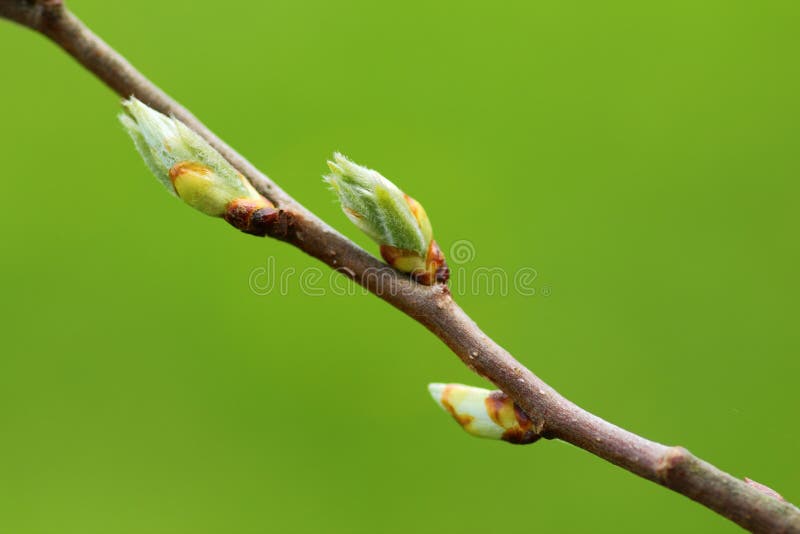 Buds on Young Tree Branch in Spring Season Stock Photo - Image of twig ...