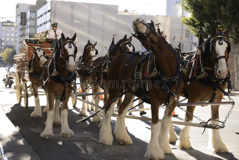 Budweiser Commercial Puppy Horse Stock Photos - Free & Royalty-Free ...