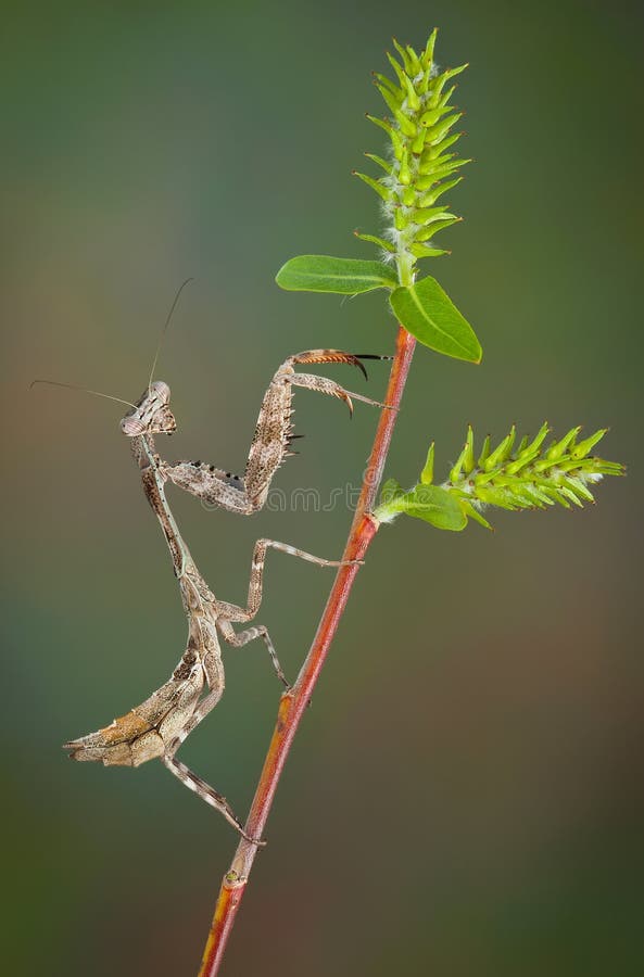 Budwing mantis on rock stock photo. Image of budwing - 24651696