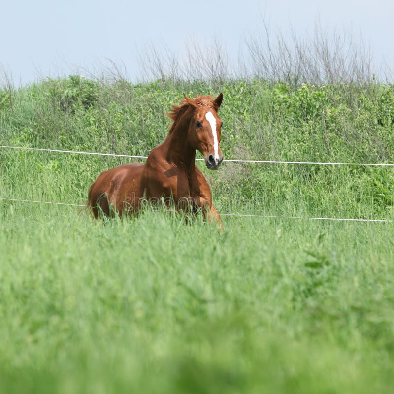 Budyonny Horse Running in Spring Stock Image - Image of chestnut, color ...