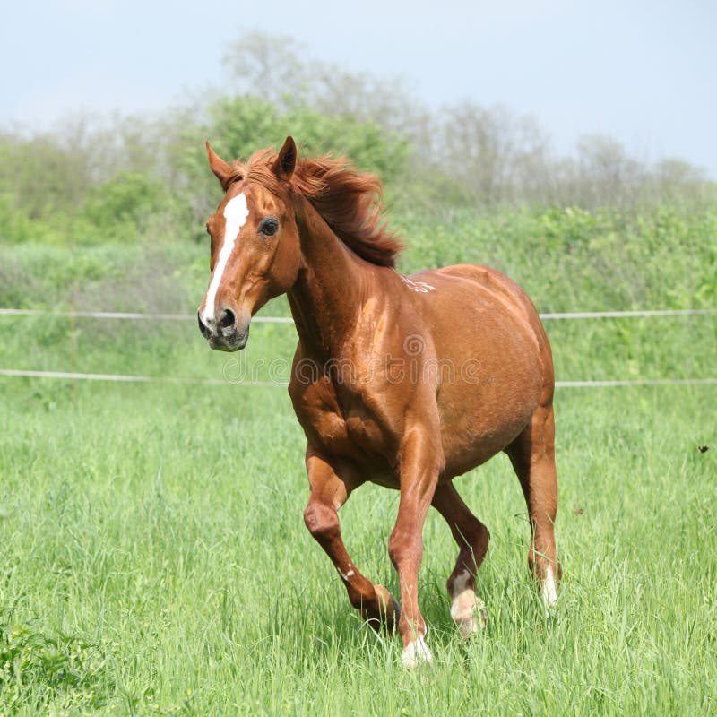 Budyonny Horse Running in Spring Stock Photo - Image of outside, speed ...