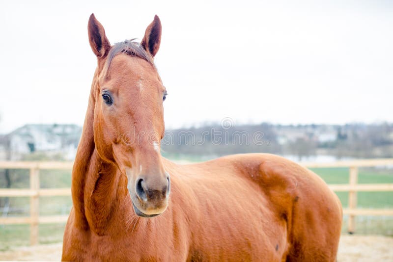 Budyonny Red Mare Horse in Paddock in Spring Stock Photo - Image of ...