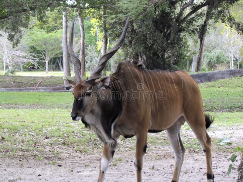 Bue africano immagine stock. Immagine di animali, animale - 38877645