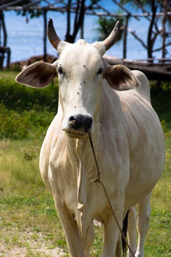 Bue bianco immagine stock. Immagine di mammiferi, rinforzi - 8323145