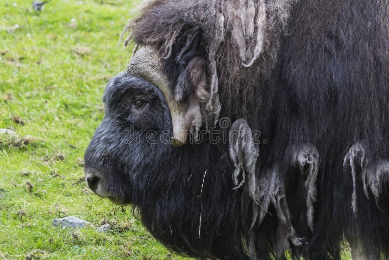 Ratto Del Muschio Sul Fiume Del Nord Immagine Stock - Immagine di selva ...