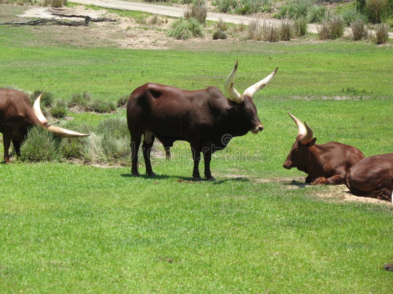 Bue Di Regno Animale Del Disney Fotografia Stock - Immagine di nero ...