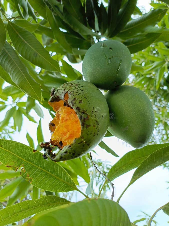 Buenos frutos del mango foto de archivo. Imagen de maduro - 303448856