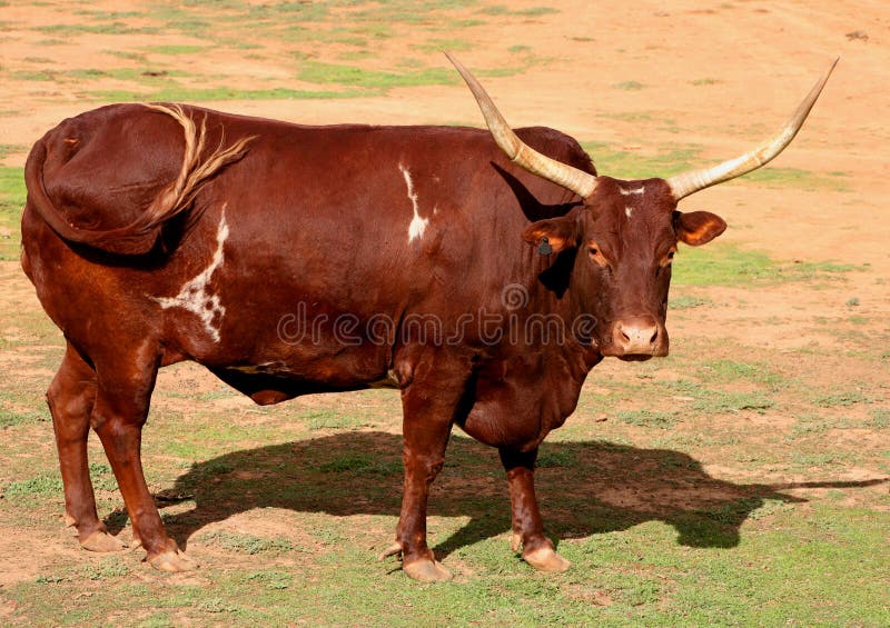 Toro De Nguni - Bos Taurus - Del Sur De África Imagen de archivo ...