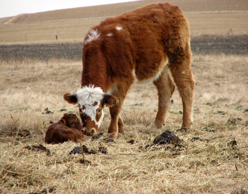 Buey Con El Becerro Recién Nacido Foto de archivo - Imagen de newborn ...