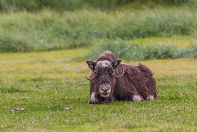 Alces Acostados De Alaska El Yukón Bull Imagen de archivo - Imagen de ...