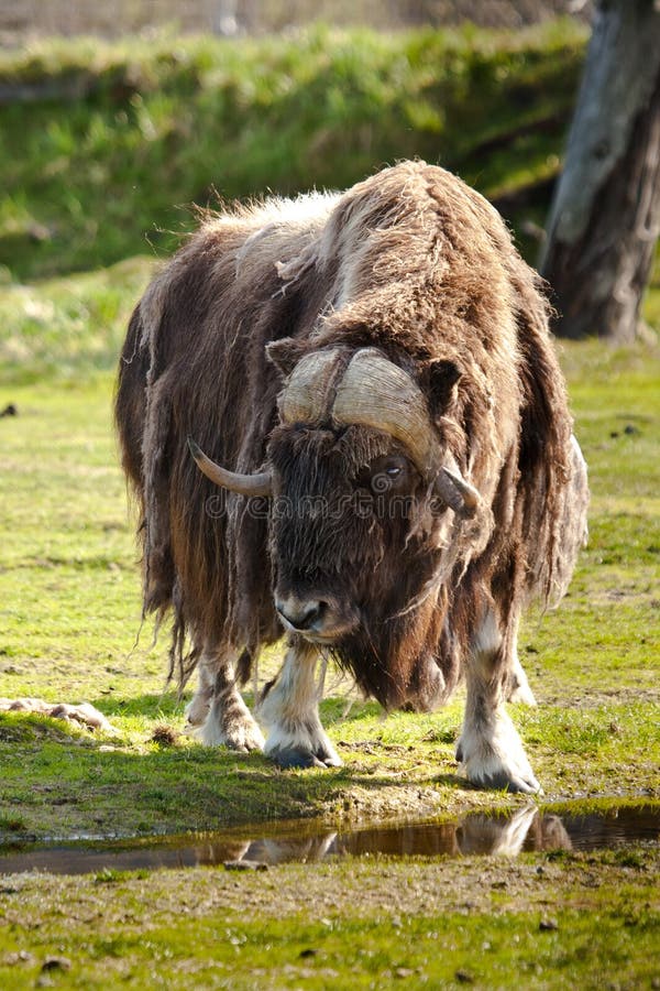 Buey de almizcle adulto imagen de archivo. Imagen de muda - 25281079