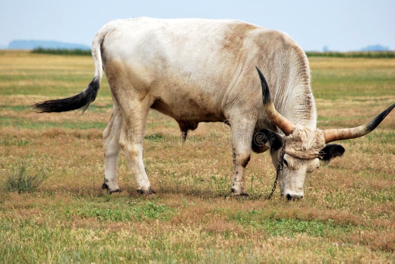 El Buey De Almizcle Peludo Que Oculta En Arbustos, Cerca Del Pueblo De ...