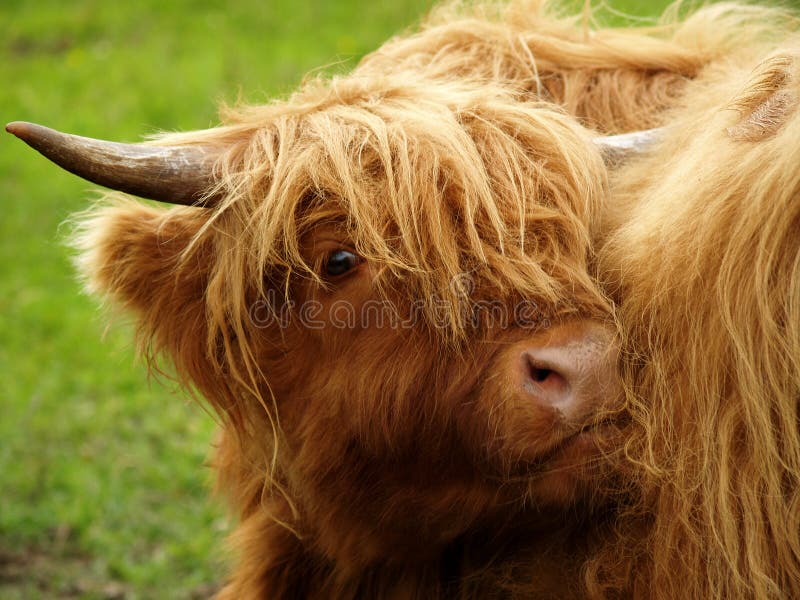 Buey Que Mira Sobre La Cerca Foto de archivo - Imagen de toro, cierre ...