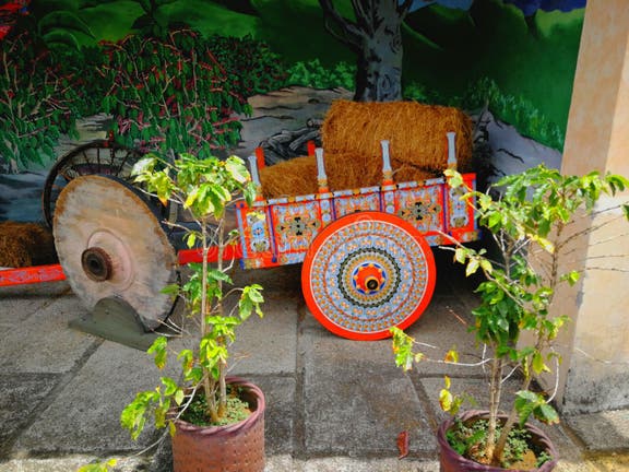 Buey Tipical De Costa Rica, Foto de archivo - Imagen de rica ...