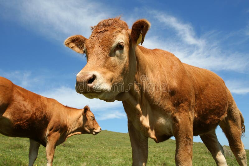 Buey Azul/negro Del Pantano Imagen de archivo - Imagen de rizado ...