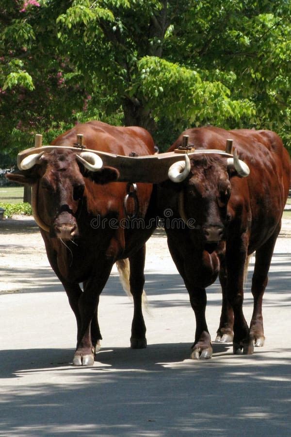 Bueyes imagen de archivo. Imagen de virginia, animal, america - 6201839