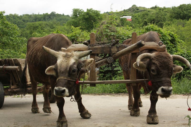 Bueyes a cart imagen de archivo. Imagen de tradicional - 36672089