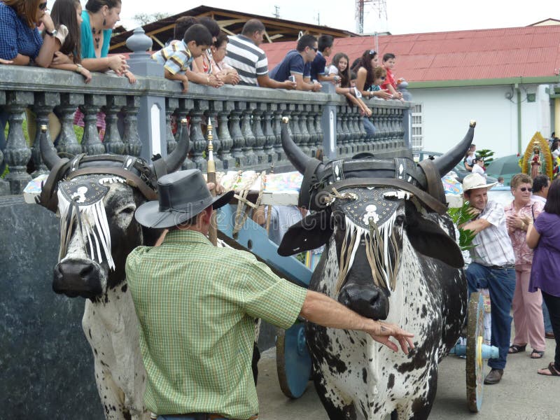 Bueyes desfile, Costa Rica imagen editorial. Imagen de carros - 72812770