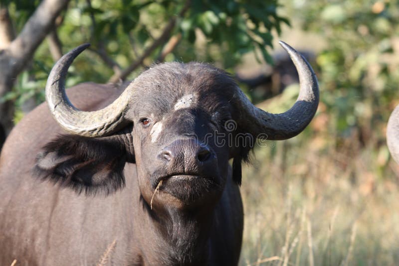 Bufallo africano foto de archivo. Imagen de agua, mamífero - 65703074
