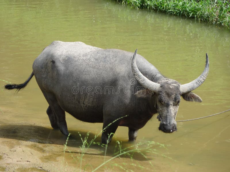 A bufallo stock photo. Image of rivern, bufallo, animal - 45251738
