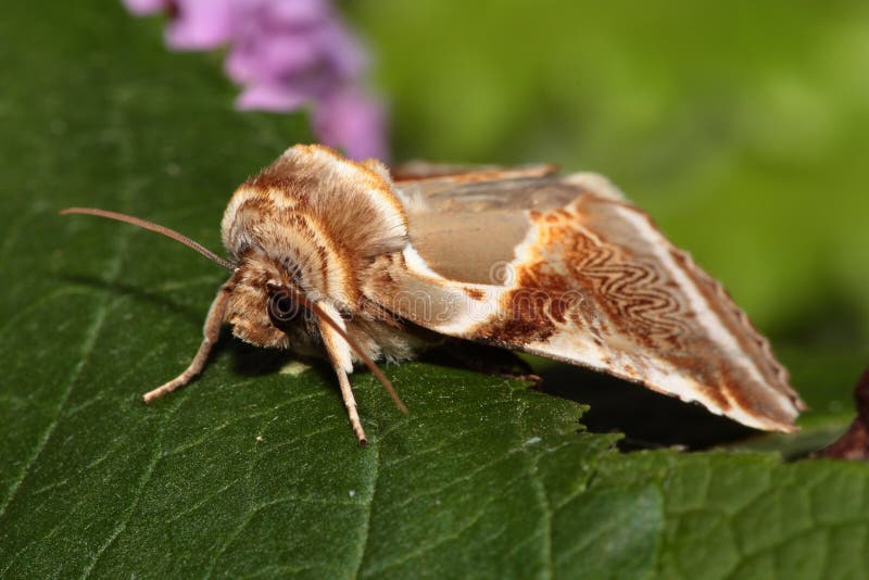 Buff-tip Moth stock image. Image of buff, bucephala, branch - 20138791