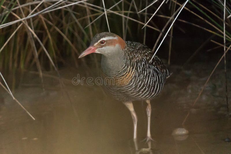 Buff Banded Rail in Australasia Stock Photo - Image of marks, endemic ...