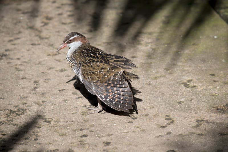 The Buff Banded Rail is Stretching Its Wing Stock Image - Image of ...