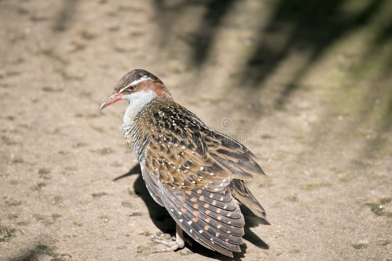 The Buff Banded Rail is Stretching Its Wing Stock Photo - Image of ...