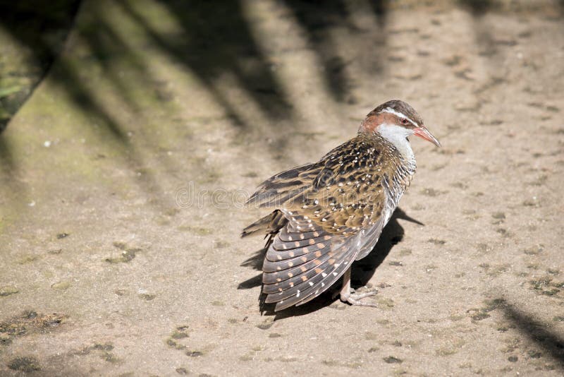 The Buff Banded Rail is Stretching Its Wing Stock Image - Image of ...
