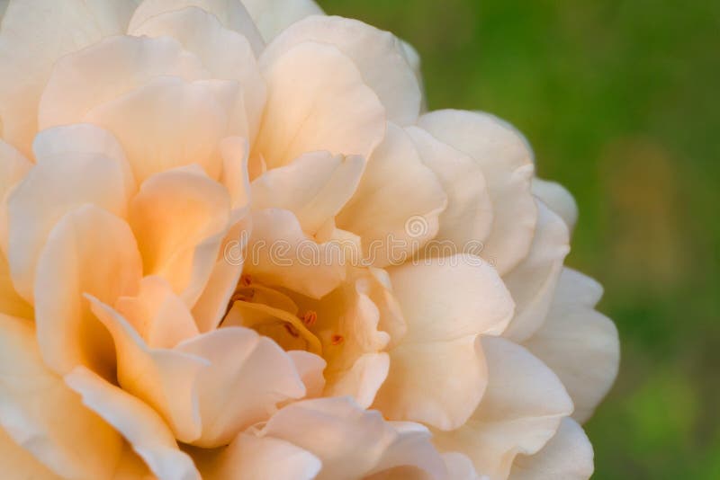 Beauty with red rose stock photo. Image of flower, pretty - 7076566