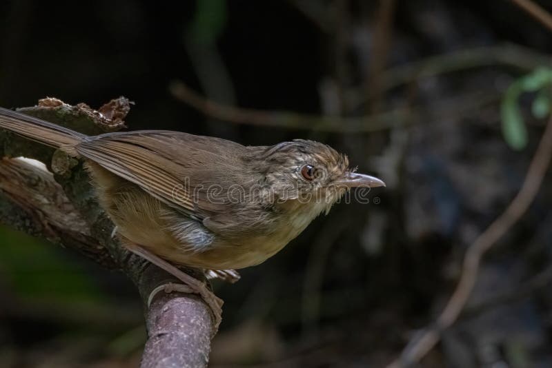 A Buff-breasted Babbler Bird in Nature Stock Photo - Image of asia ...