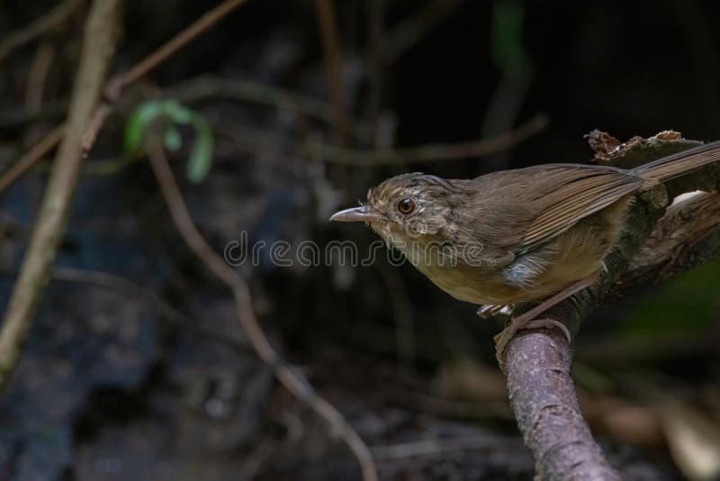 A Buff-breasted Babbler Bird in Nature Stock Photo - Image of ...