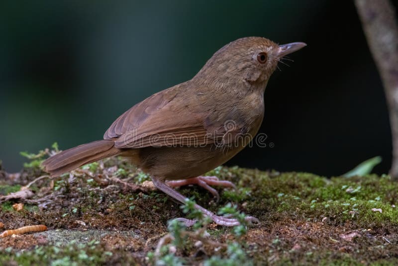 A Buff-breasted Babbler Bird in Nature Stock Photo - Image of branch ...