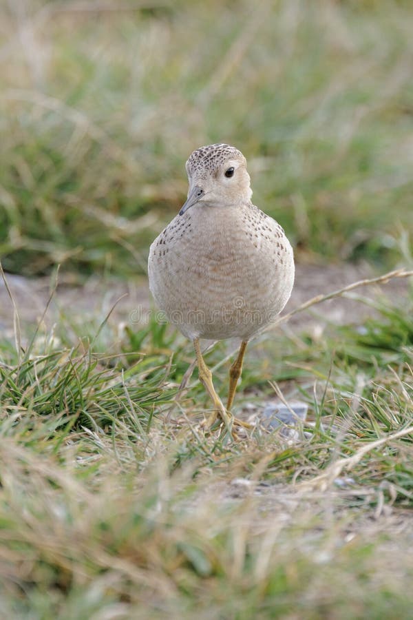 Buff-breasted Sandpiper Bird Stock Photo - Image of columbia, shorebird ...