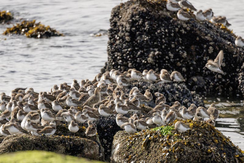 Buff-breasted Sandpiper Bird Stock Image - Image of animal, nature ...