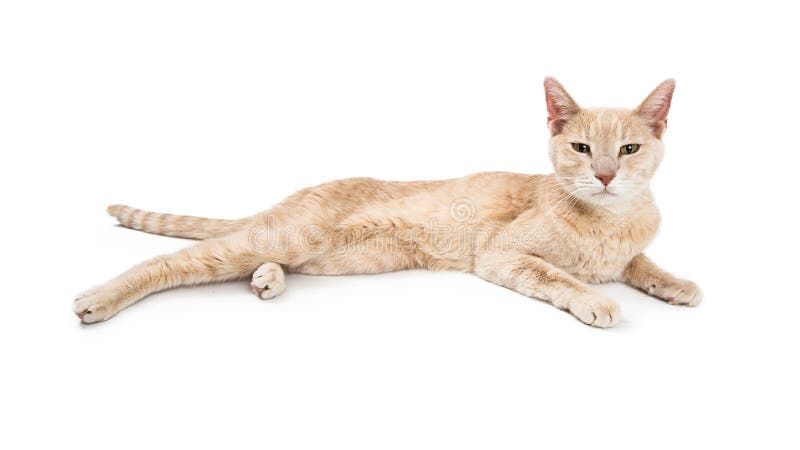 Buff Color Young Cat Standing on White Stock Photo - Image of shot ...