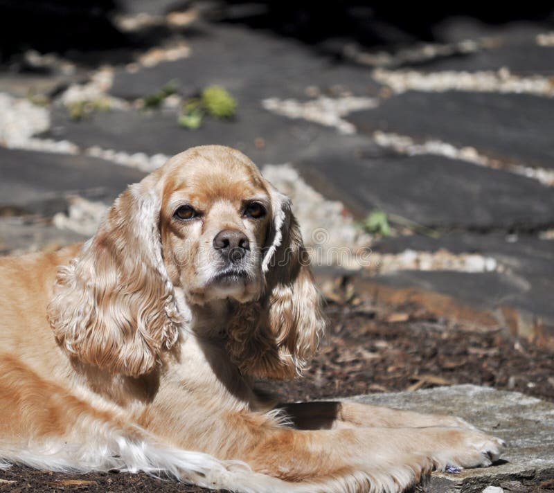 Buff Colored Cocker Spaniel Stock Photo - Image of canine, companion ...