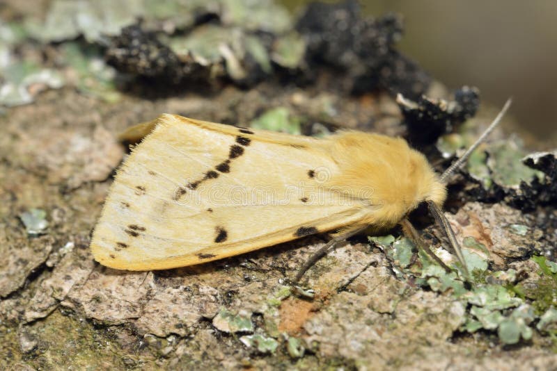 Buff-tip Moth stock image. Image of buff, bucephala, branch - 20138791