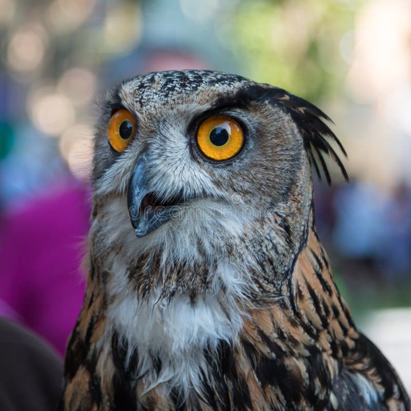 Buff Eurasian Eagle-owl, Birds Theme Stock Image - Image of falcon ...