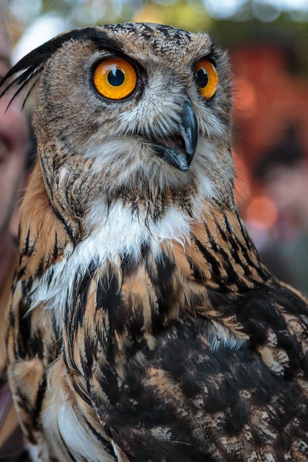 Buff Eurasian Eagle-owl, Birds Theme Stock Photo - Image of hunter ...