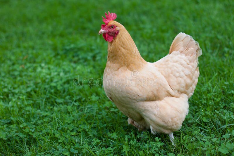 Buff Hen in grass stock image. Image of suburban, copy - 26500369