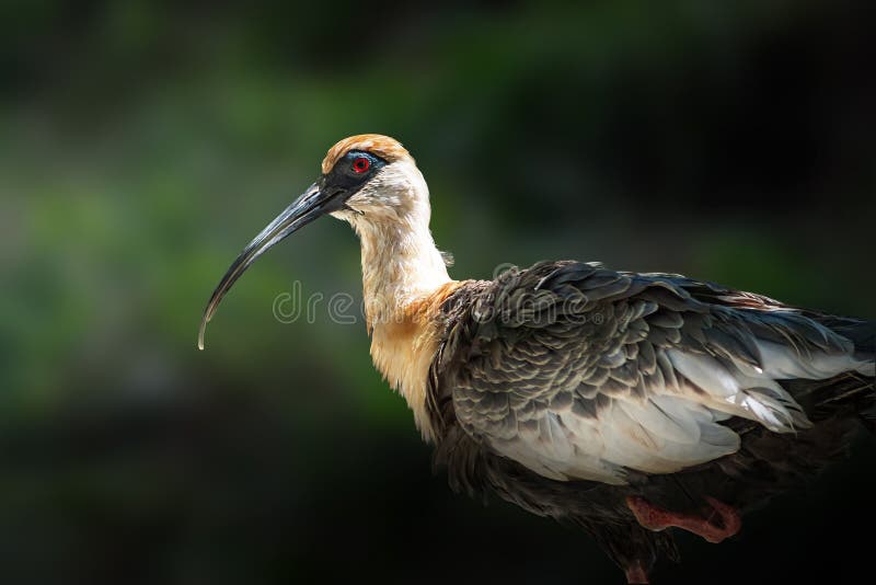 Buff-necked Ibis bird stock photo. Image of feather - 307793566