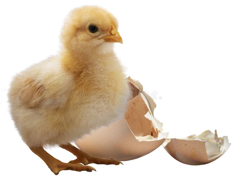 Broken Eggs Behind a Buff Colored Chick Stock Photo - Image of baby ...
