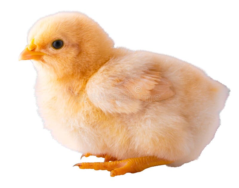Buff Colored Chicken Chick Isolated and Sitting Down Stock Photo ...