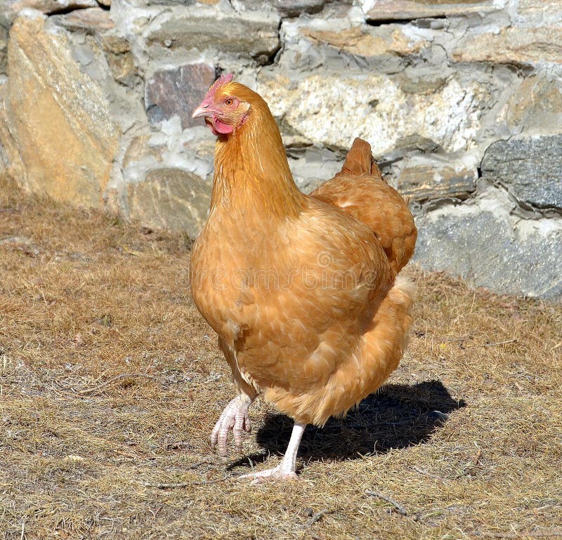 Buff Orpington Chicken Hen On Nest. Stock Image - Image of orpington ...