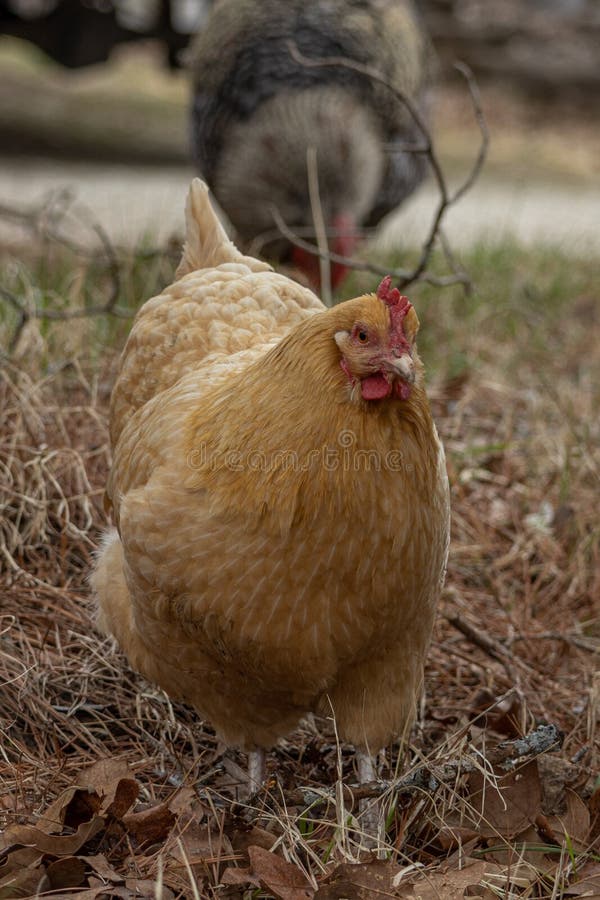 Buff orpington chicken hen stock image. Image of orpington - 244420591