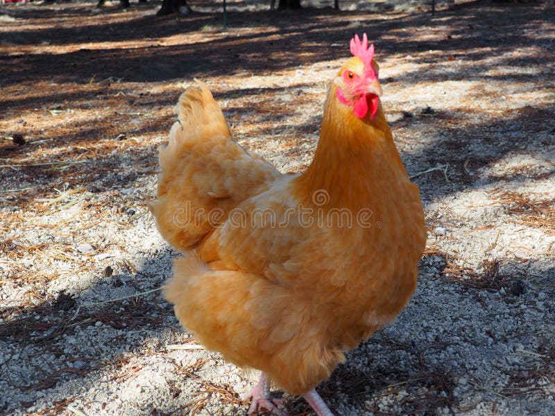 Buff Orpington Looking for Snacks Stock Photo - Image of buff, yellow ...