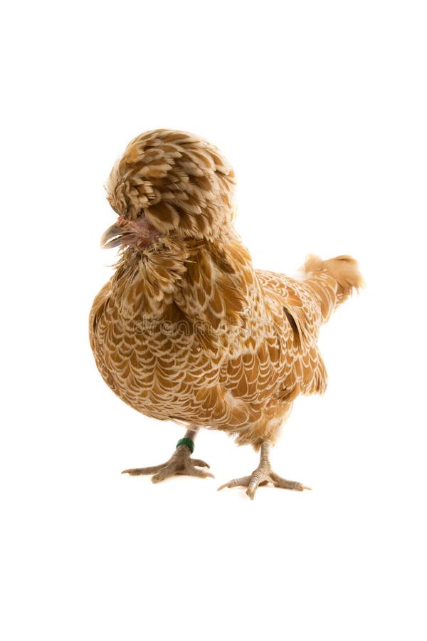 Polish Crested Chicken stock image. Image of crested - 18942349