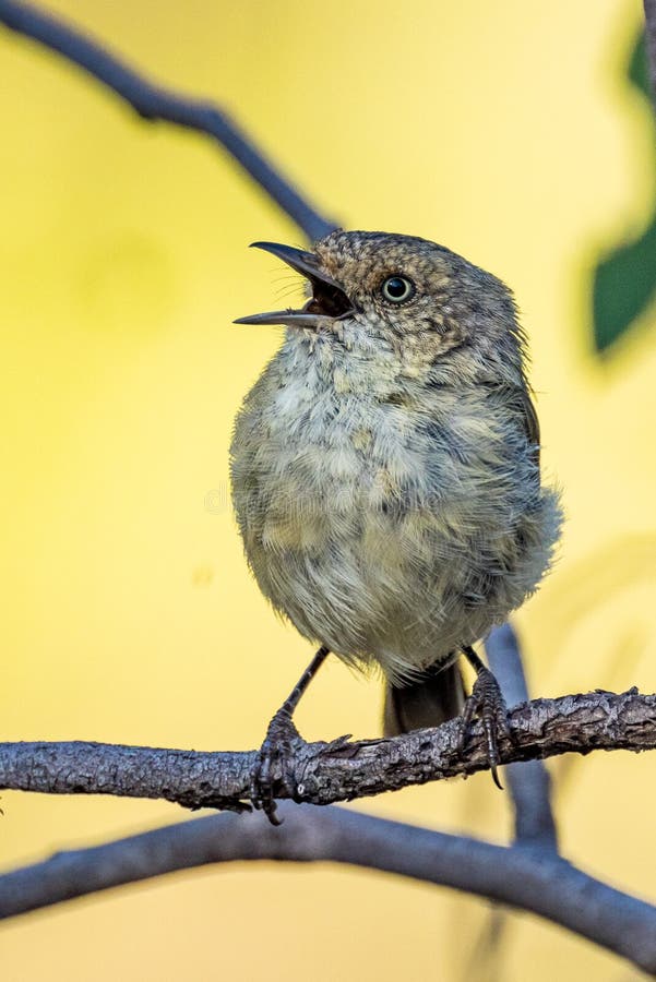 Buff-rumped Thornbill in Victoria Australia Stock Image - Image of ...