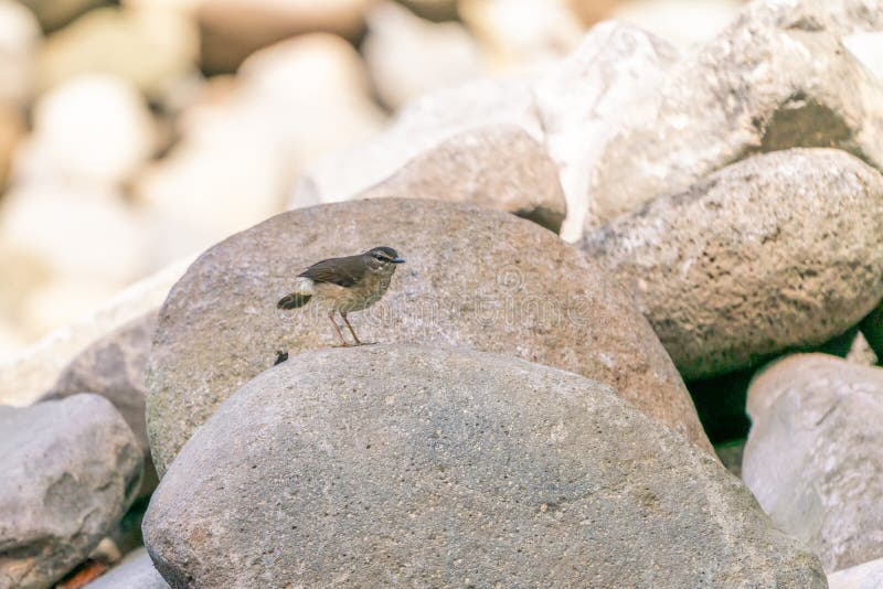 Buff-rumped Warbler (Myiothlypis Fulvicauda) in Costa Rica Stock Photo ...